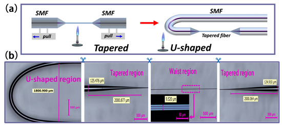 Tapered Fiber Bioprobe Based on U-Shaped Fiber Transmission for Immunoassay