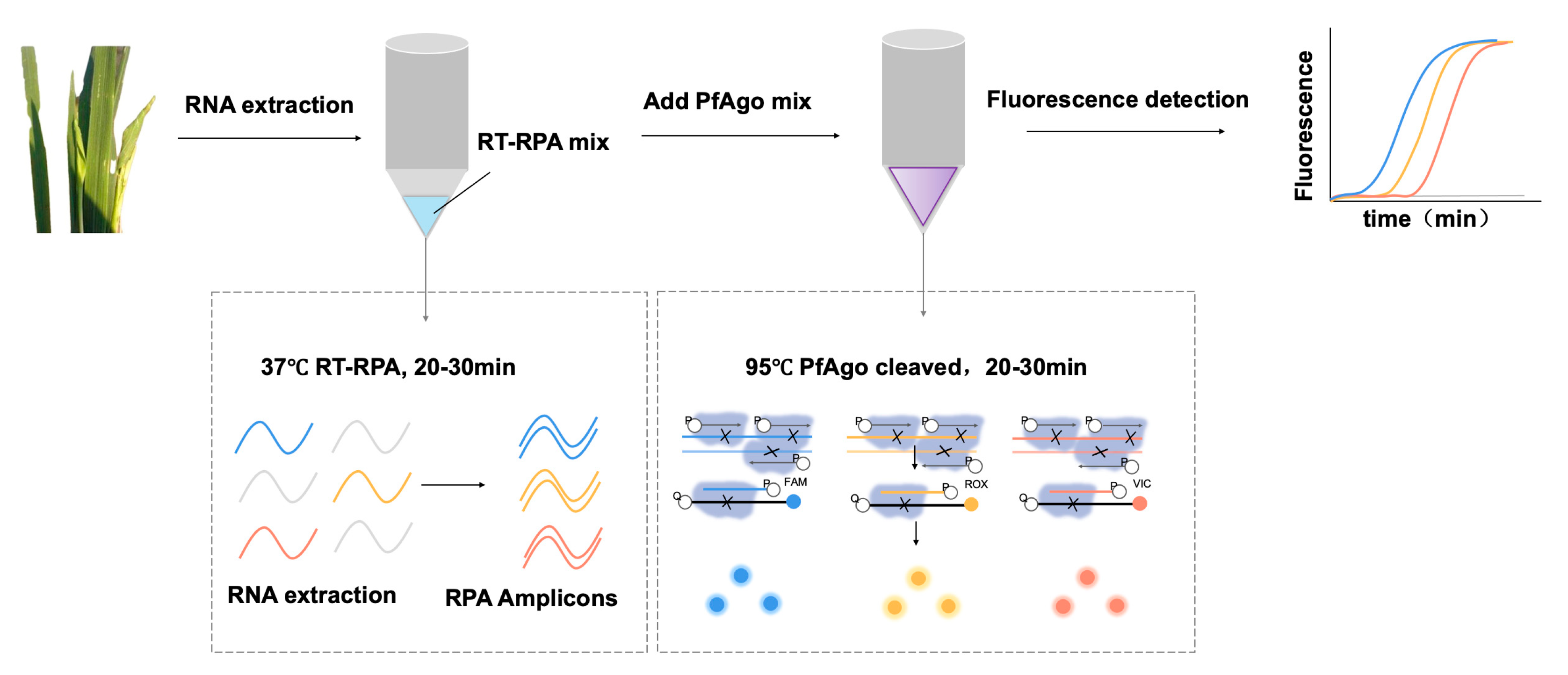 RT-RPA-PfAgo System: A Rapid, Sensitive, and Specific Multiplex Detection Method for Rice ...