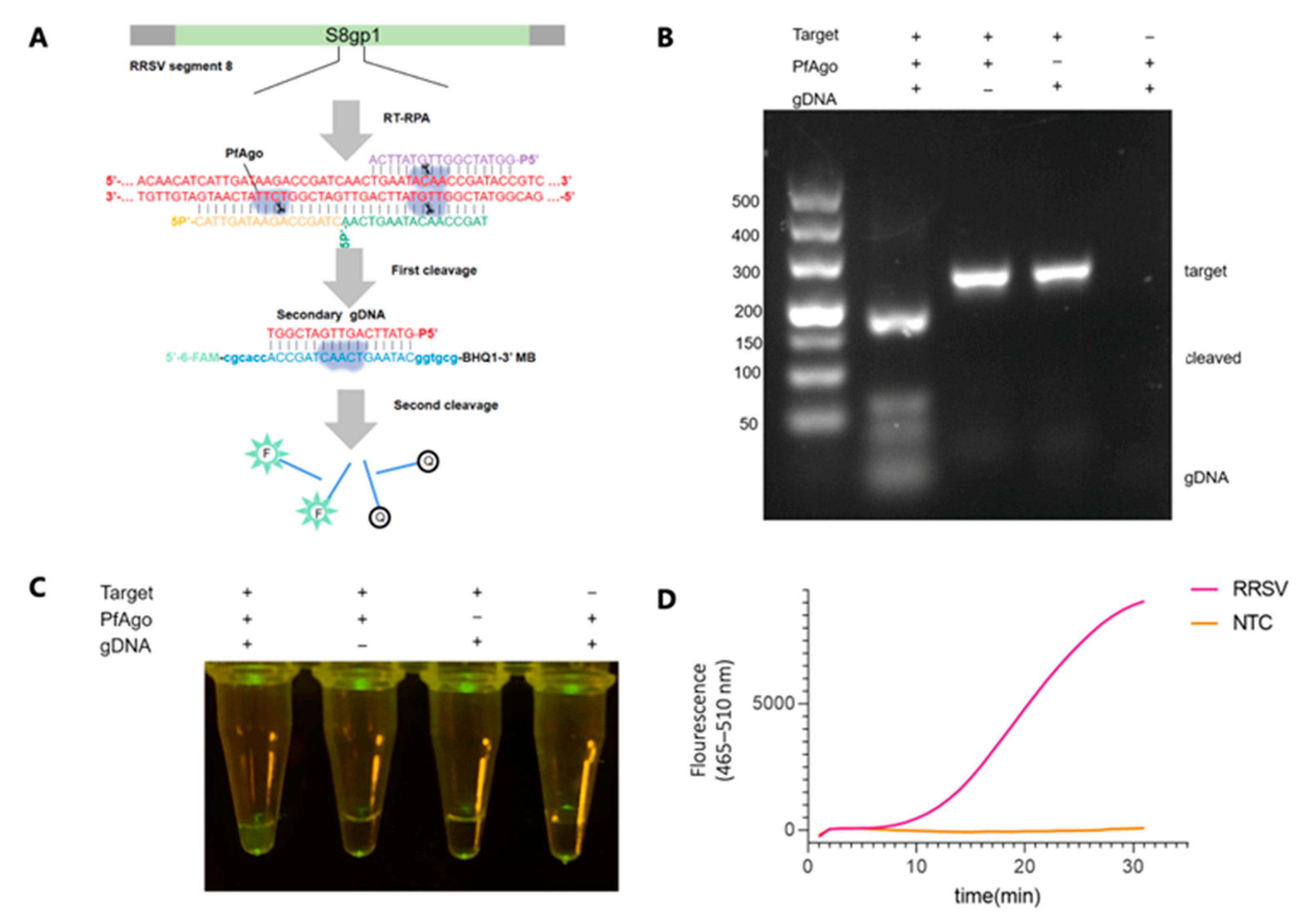 RT-RPA-PfAgo System: A Rapid, Sensitive, and Specific Multiplex Detection Method for Rice ...