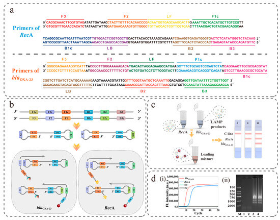 Biosensors | Free Full-Text | Isothermal Amplification and Hypersensitive Fluorescence Dual ...