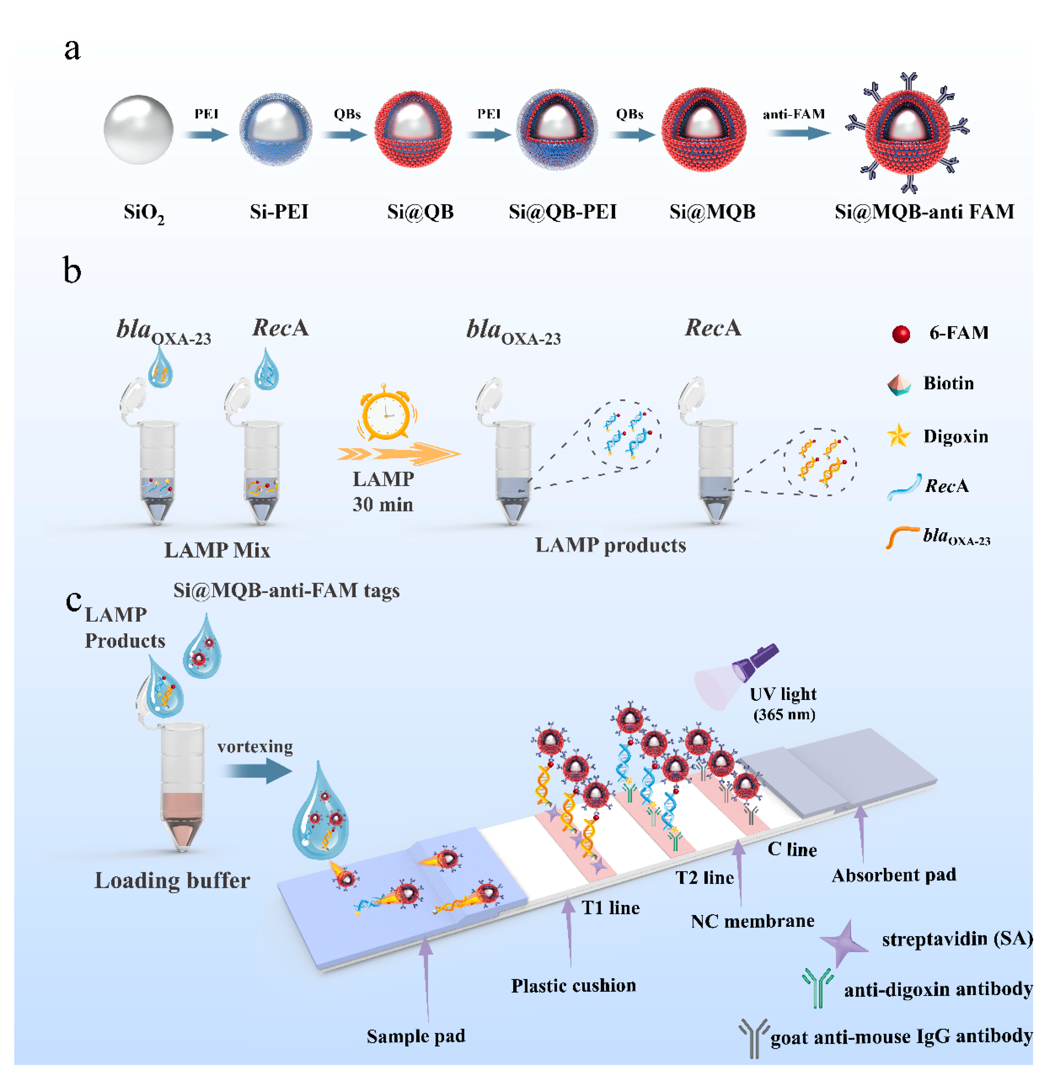 Biosensors | Free Full-Text | Isothermal Amplification and Hypersensitive Fluorescence Dual ...