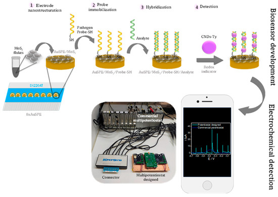 Multiplex Portable Biosensor for Bacteria Detection