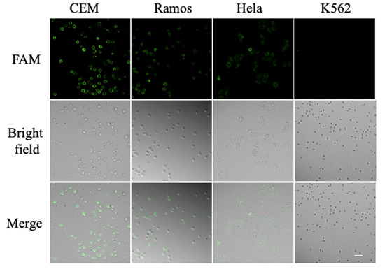 The Amplified DNA Logic Gates Based on Aptamer–Receptor Recognition for ...