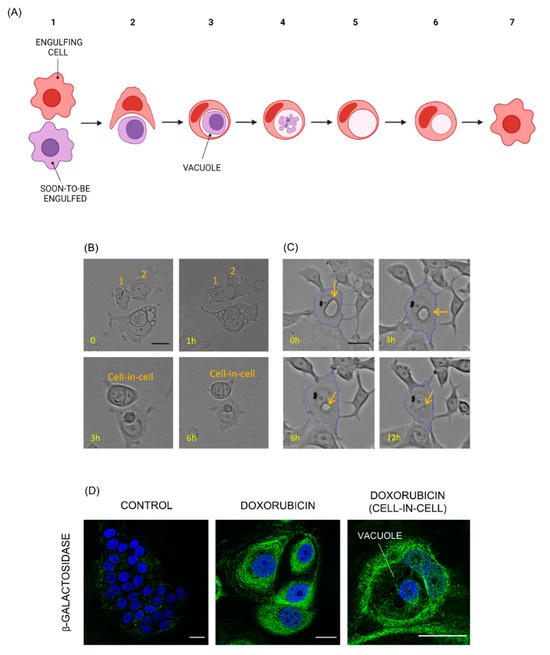 Optical Diffraction Tomography and Raman Confocal Microscopy for the ...