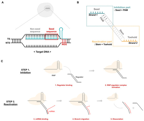 MiRNA-Responsive CRISPR-Cas System via a DNA Regulator