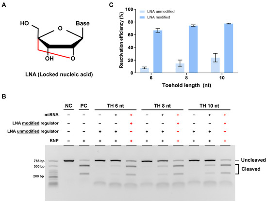 MiRNA-Responsive CRISPR-Cas System via a DNA Regulator
