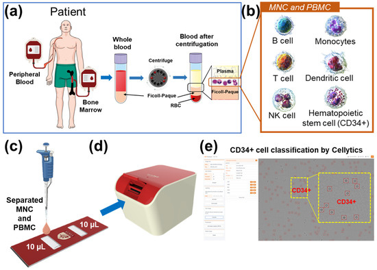 Label-Free CD34+ Cell Identification Using Deep Learning and Lens-Free ...