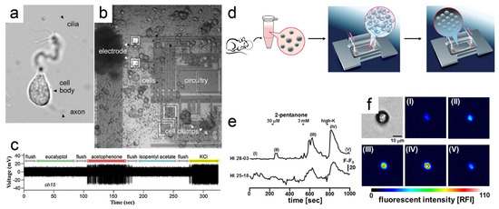Biosensors for Odor Detection: A Review