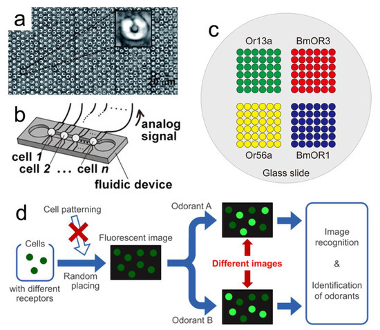 Biosensors for Odor Detection: A Review