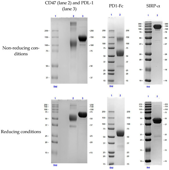 Towards the Application of a Label-Free Approach for Anti-CD47/PD-L1 Bispecific Antibody Discovery