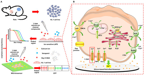 A Silicon-Based Field-Effect Biosensor for Drug-Induced Cardiac ...