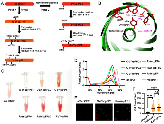 Engineering and Characterization of 3-Aminotyrosine-Derived Red ...