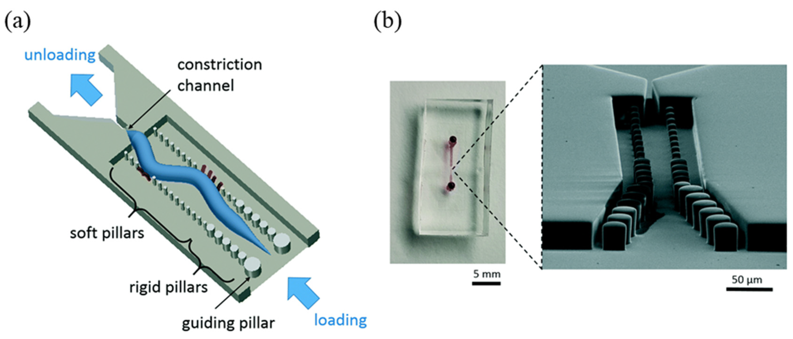 Microfluidics in High-Throughput Drug Screening: Organ-on-a-Chip and C ...