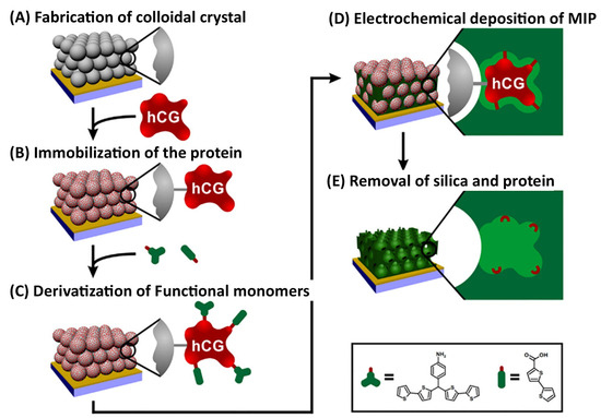 Electrochemically Synthesized MIP Sensors: Applications in Healthcare ...
