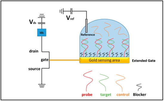 Detection of miR-155 Using Peptide Nucleic Acid at Physiological-like ...