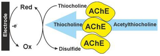 Electrochemical Acetylcholinesterase Sensors for Anti-Alzheimer’s ...