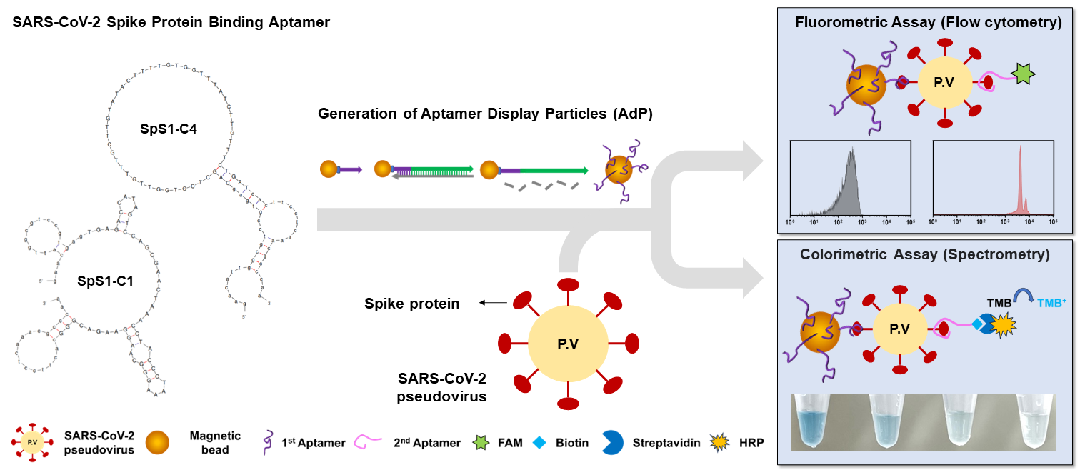Fluorometric And Colorimetric Method For Sars Cov 2 Detection Using Designed Aptamer Display