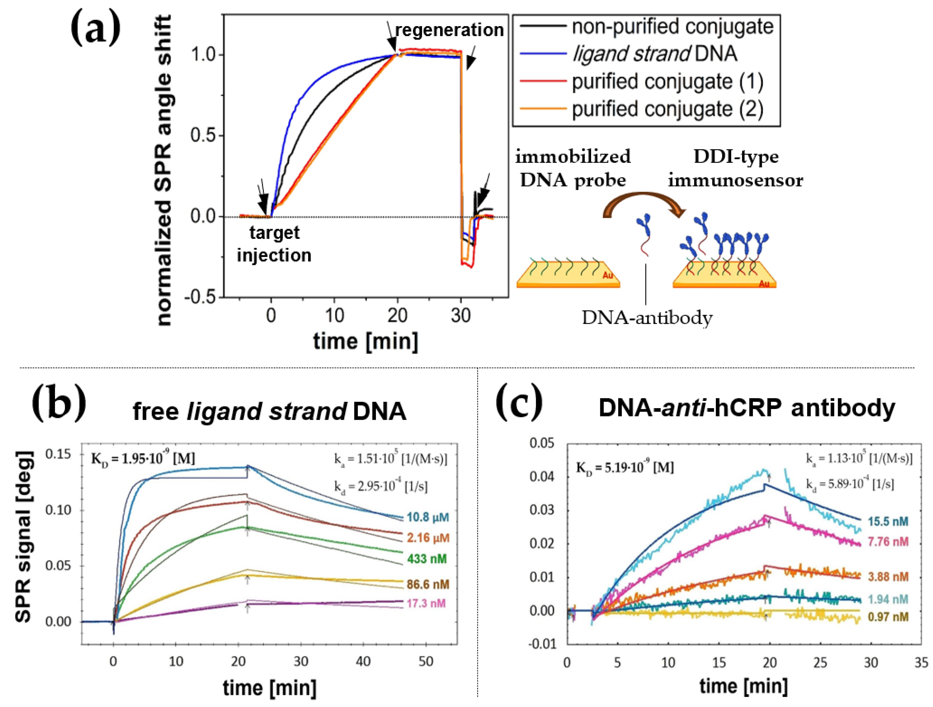 A Careful Insight into DDI-Type Receptor Layers on the Way to ...
