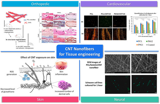Biomedical Applications of CNT-Based Fibers