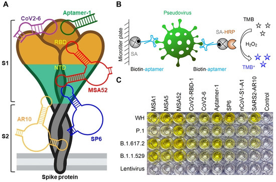 Biosensors | Free Full-Text | Aptamers and Nanobodies as New Bioprobes for SARS-CoV-2 Diagnostic ...