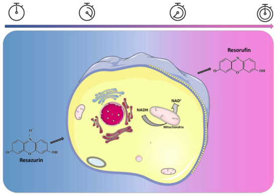 Standard Operating Procedure to Optimize Resazurin-Based Viability Assays