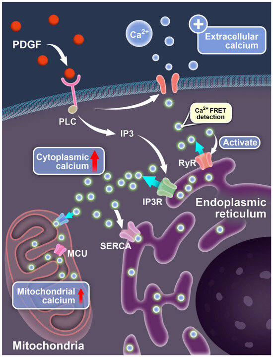 Characterization of PDGF-Induced Subcellular Calcium Regulation through ...