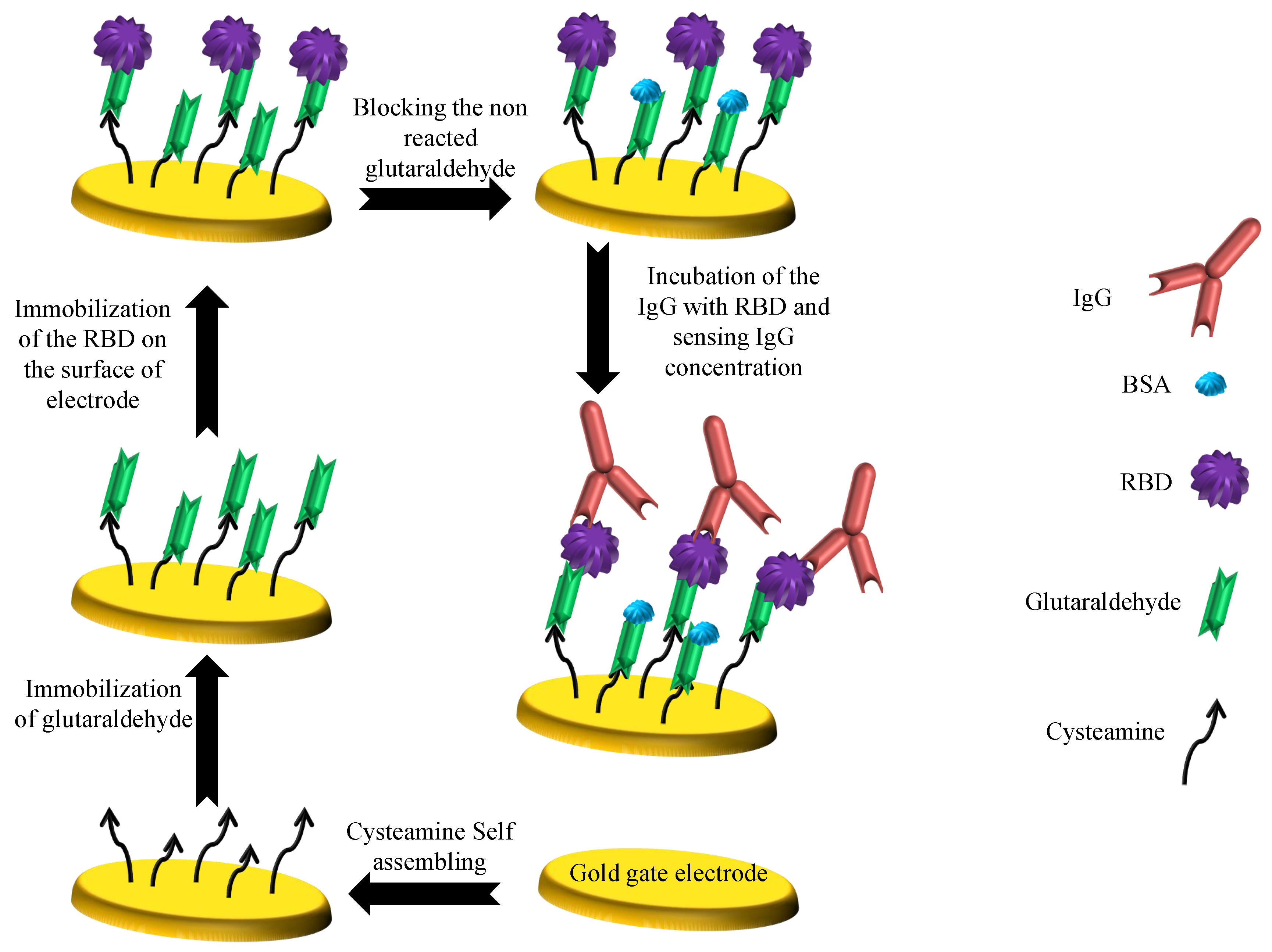 An Organic Electrochemical Transistor-Based Sensor for IgG Levels ...