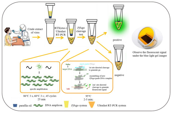 A Fast and Sensitive One-Tube SARS-CoV-2 Detection Platform Based on ...