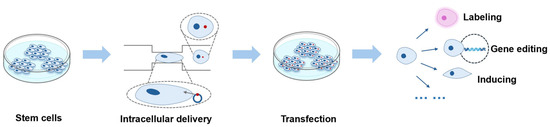 Microfluidic Mechanoporation: Current Progress and Applications in Stem ...