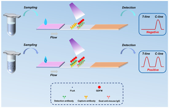 A Portable Fluorescent Lateral Flow Immunoassay Platform for Rapid Detection of FluA