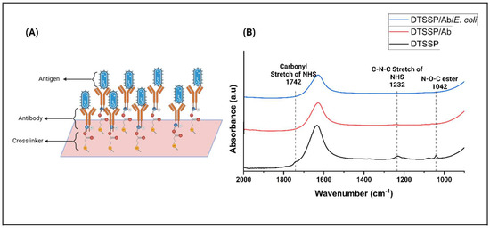 Electroanalytical Platform for Rapid E. coli O157:H7 Detection in Water ...