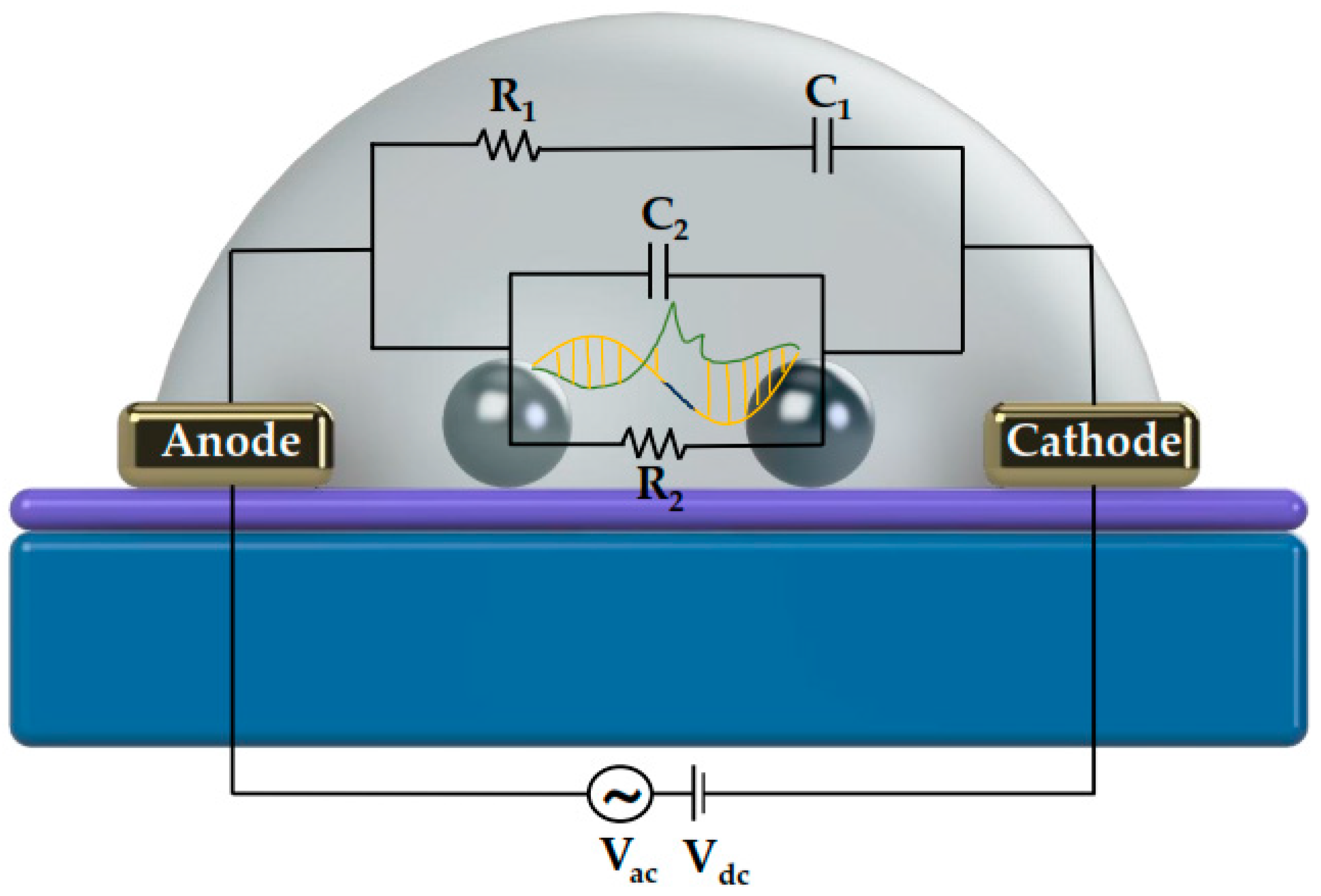 Biosensors | Free Full-Text | Non-Faradaic Impedimetric Detection of ...