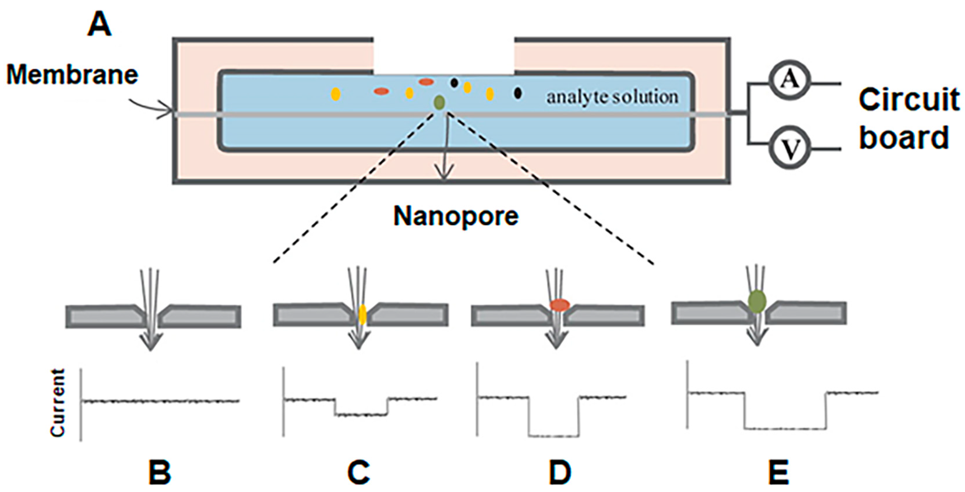 Biosensors | Free Full-Text | Beta-Barrel Nanopores as Diagnostic ...