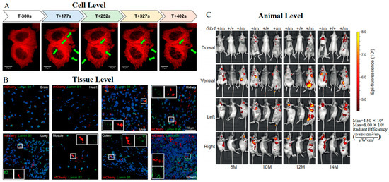 Far-Red Fluorescent Proteins: Tools for Advancing In Vivo Imaging