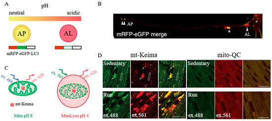 Far-Red Fluorescent Proteins: Tools for Advancing In Vivo Imaging