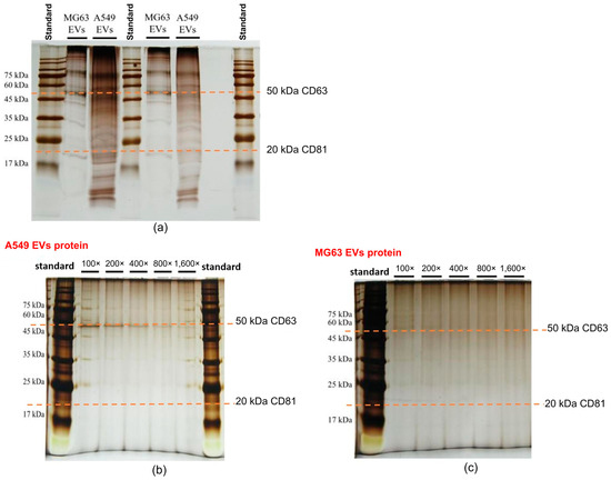 Identification and Quantification of Extracellular Vesicles: Comparison ...