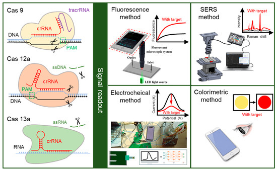 Biosensors | Free Full-Text | CRISPR-Based Biosensors for Medical Diagnosis: Readout from ...