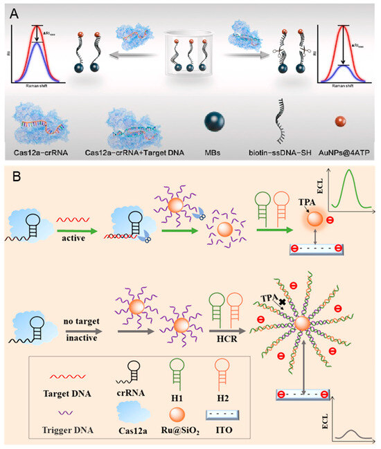 Biosensors | Free Full-Text | CRISPR-Based Biosensors for Medical ...