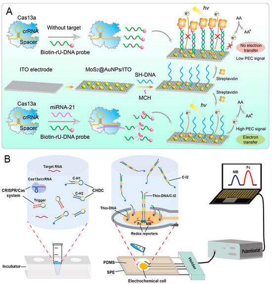 Biosensors | Free Full-Text | CRISPR-Based Biosensors for Medical ...