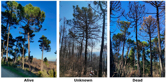 Fire up Biosensor Technology to Assess the Vitality of Trees after ...