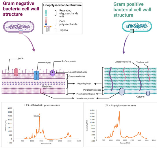 Recent Advances in Bacterial Detection Using Surface-Enhanced Raman ...