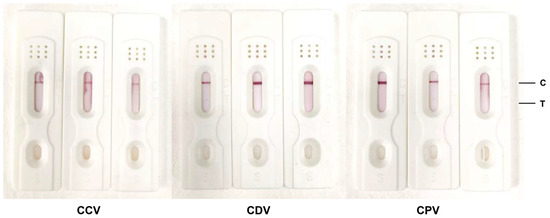 Development and Application of Colloidal Gold Test Strips for the Rapid ...