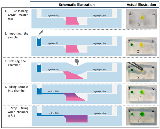 A Finger-Actuated Sample-Dosing Capillary-Driven Microfluidic Device ...