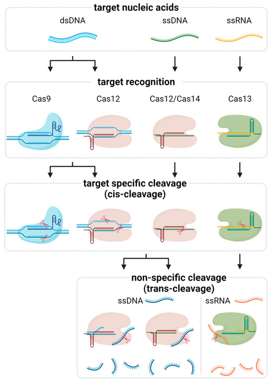 Harnessing CRISPR/Cas Systems for DNA and RNA Detection: Principles ...