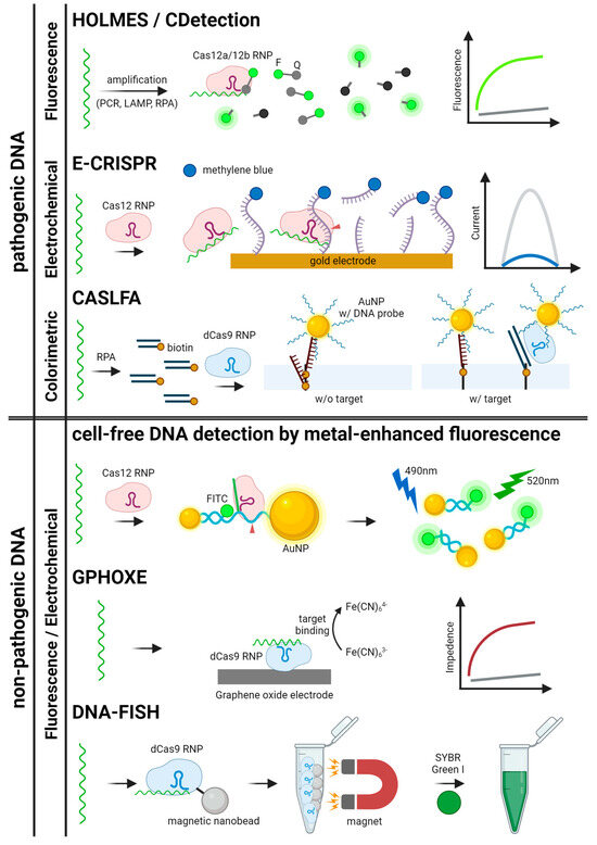 Harnessing CRISPR/Cas Systems for DNA and RNA Detection: Principles ...
