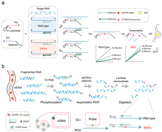 Advances in Genotyping Detection of Fragmented Nucleic Acids