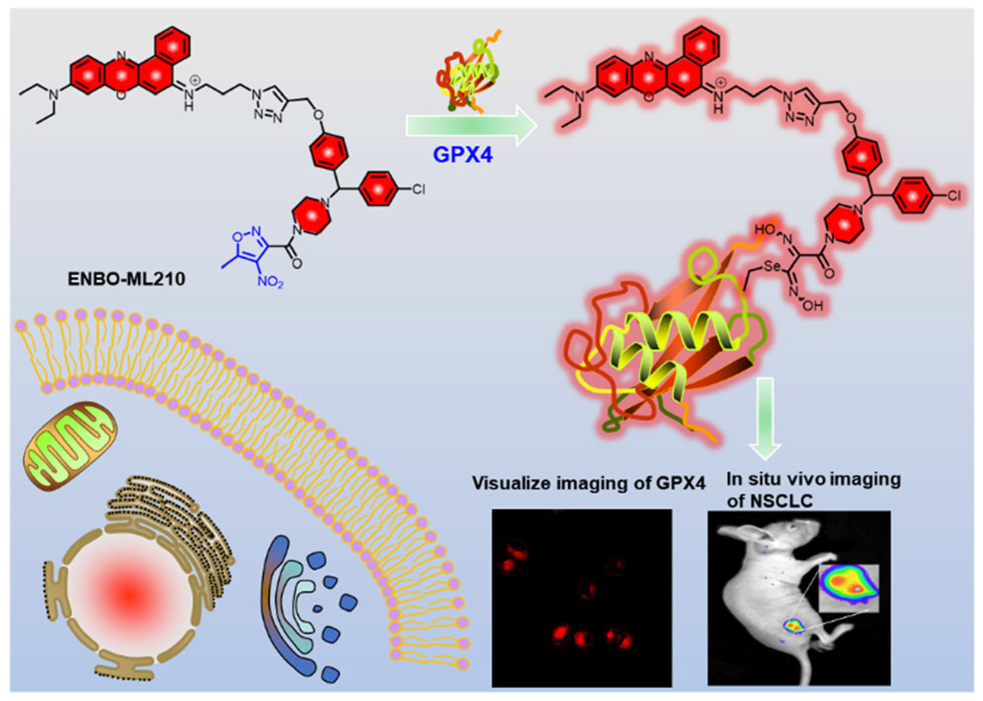Progression in Near-Infrared Fluorescence Imaging Technology for Lung ...