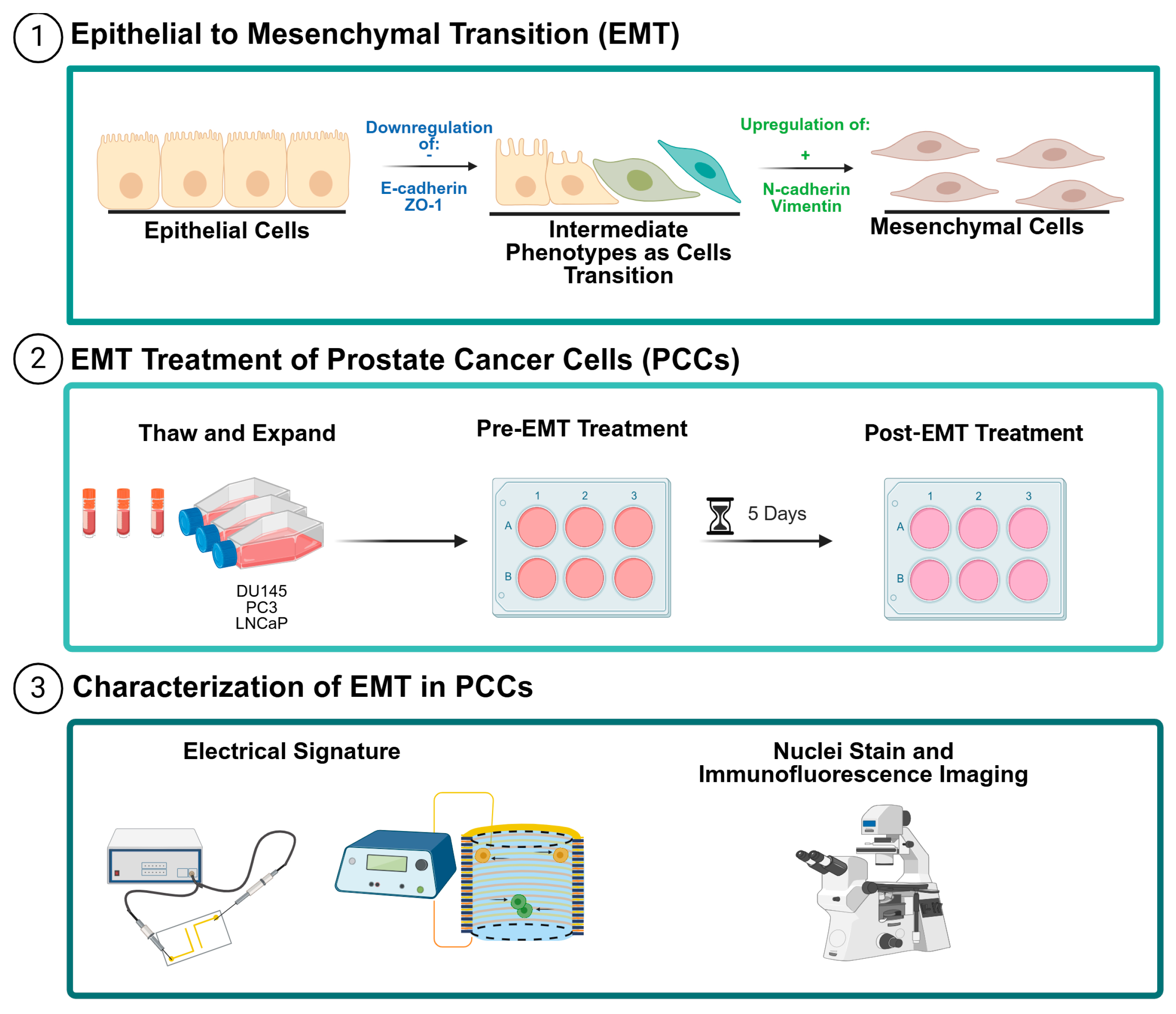 Electrical Impedance Spectroscopy as a Tool to Detect the Epithelial to ...