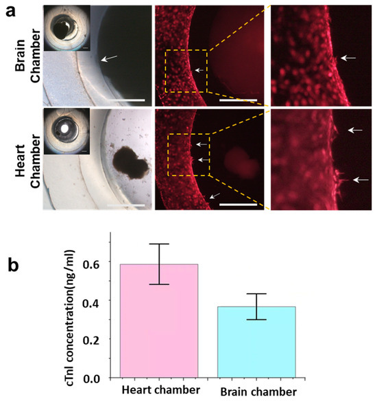 An Easy-to-Use Arrayed Brain–Heart Chip