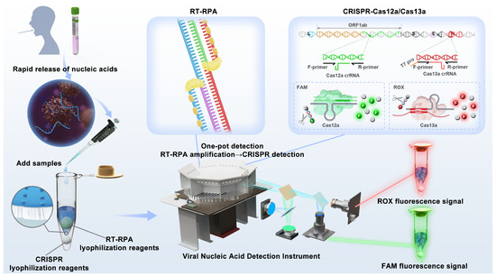 A Novel High-Throughput Sample-in-Result-Out Device for the Rapid ...